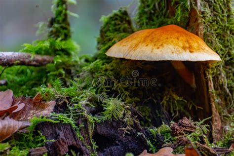 Close Up Of A Hypholoma Fasciculare Mushroom Growing On A Tree Stump