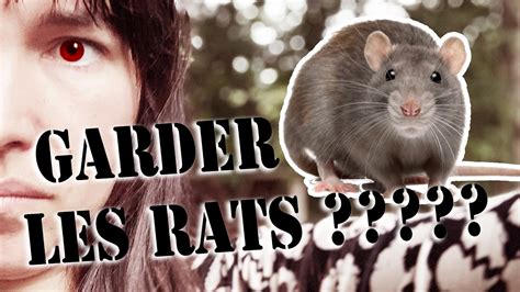 Comment se débarrasser des rats lorsqu on a des poules je vous