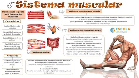 Mapa Mental Sistema Muscular Baixe Em Pdf Gr Tis