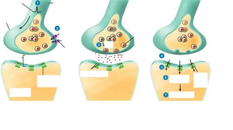 Ipap A P Exam Pictures Events At A Chemical Synapse Diagram