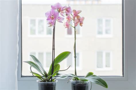 Como cuidar de uma orquídea Descubra o passo a passo