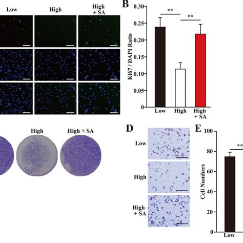 Salidroside Restores Skeletal Muscle Cells Proliferation And Migration