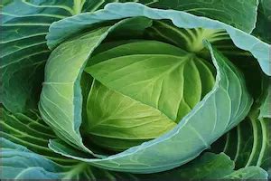 The Ultimate Guide On Cabbage Plant Growth Stages