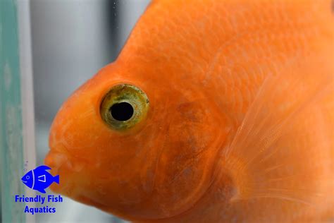 Red Parrot Friendly Fish Aquatics