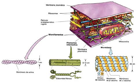 Citoesqueleto Blog De Biolog A