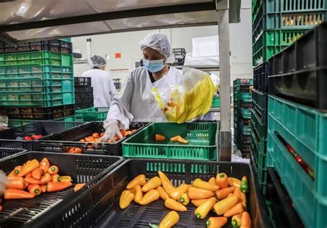 Crecen un 10 7 las exportaciones agropecuarias en México Operadora