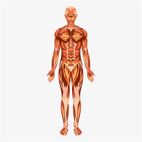 Músculos del Cuerpo Humano Tipos Nombres y Funciones Todo imágenes