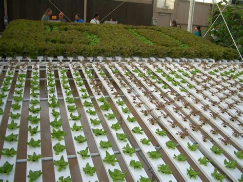 Hidroponia En Tubos De Cultivo Hidropónico De Pvc Tubo Cuadrado De