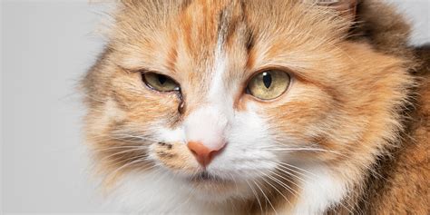 Tipos De Excremento De Gato Fotos Y Significado