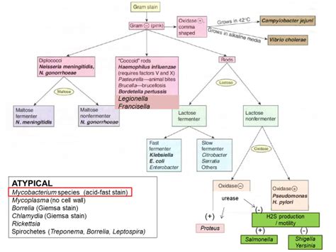 Gram Negative Flow Chart Diagram Quizlet