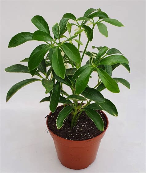 Schefflera Arboricola Moondrop Plant Wholesale Floraccess