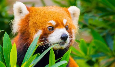 Animaux en voie de disparition dans le monde les animaux concernés