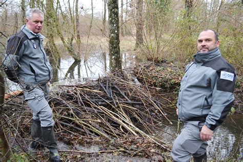 Dans l Indre des barrages de castors font déborder une rivière à