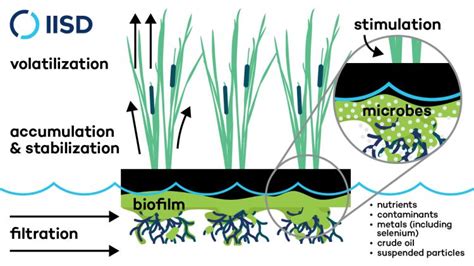 Floating Treatment Wetlands