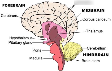 AP Psychology Unit 3 Test The Brain Diagram Quizlet