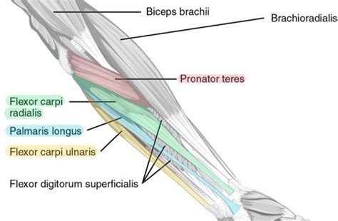 Muscles Of The Posterior Forearm Superficial Deep Off