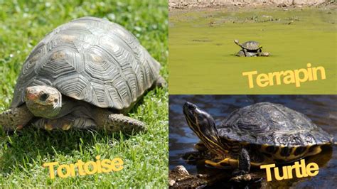 Turtle Vs Tortoise Vs Terrapin Difference Chart The Turtle Hub