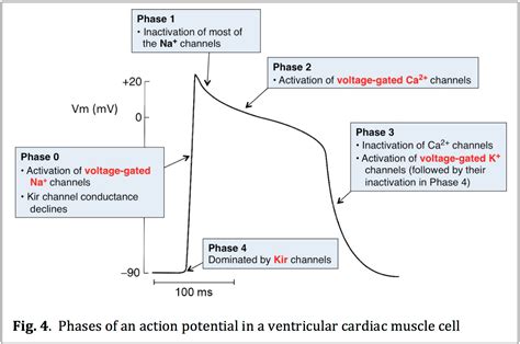 Phases Of Action Potential In Cardiac Muscle