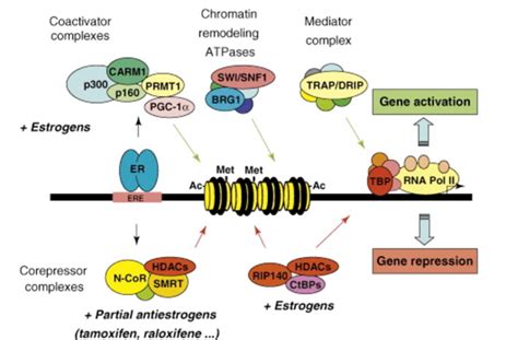 The Er Coregulator Complexes The Recruitment Of Corepressor Or