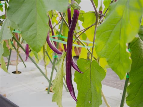 美しいナスとトマトが必見 トキタ種苗オープンデーで見つけた家庭菜園にもおすすめの果菜類 All About ニュース