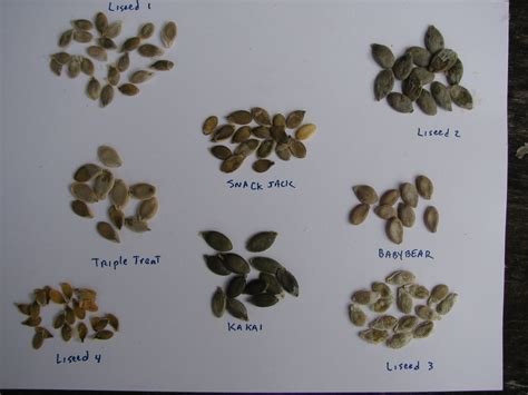 Snackseed Naked Seed Pumpkins Liseed Org