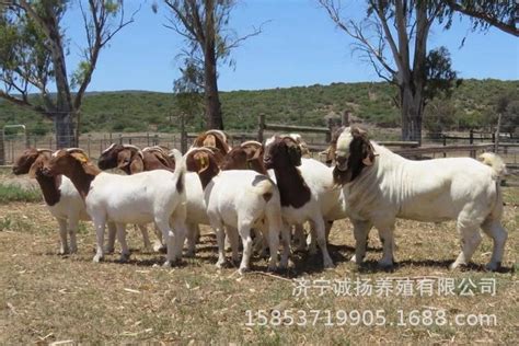 波尔山羊图片羊羔 农村 八个月 大山谷图库