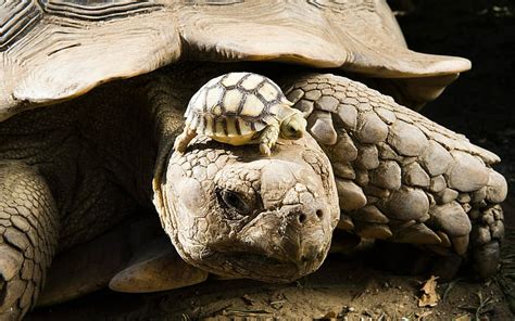 Tortuga Fondo De Pantalla Hd Wallpaperbetter