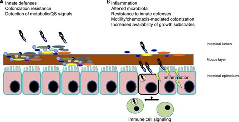 Frontiers Interaction Of Salmonella Spp With The Intestinal