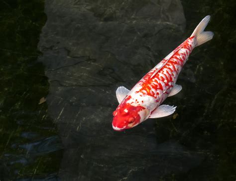 Koi Fish Types