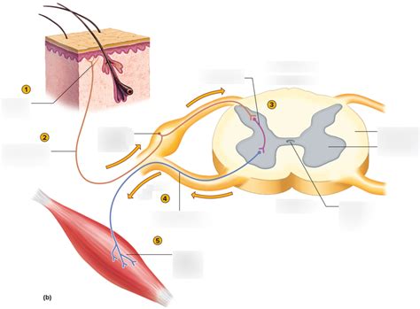 Reflex Arc Diagram Diagram Quizlet
