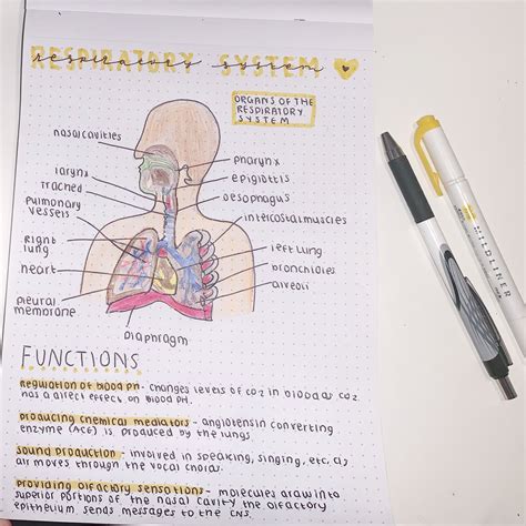 Standard Note Human Respiratory System
