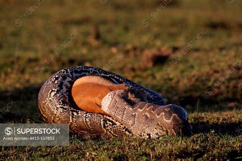 African Rock Python Eating A Thomson S Gazelle Masai Mara SuperStock
