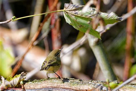 Pouillot Véloce 15 Le Pouillot véloce Phylloscopus collyb Flickr