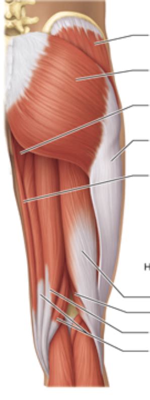 Muscles Of The Thigh Posterior View Diagram Quizlet