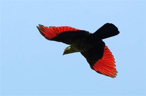 Victoria Falls Honeymoon Discover Africa