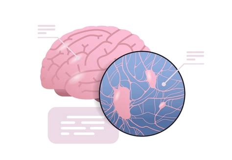 Explication D Taill E Structure Anatomique Du Cerveau Corps Humain