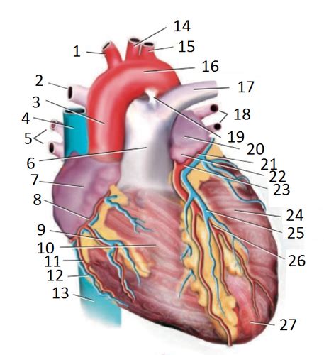 Heart Labelling Flashcards Quizlet