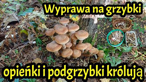 Grzybobranie Opieńki oraz podgrzybki w przewadze grzyby grzybobranie