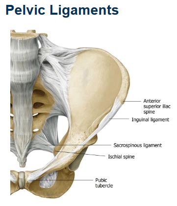 Practical Lower Extremity Muscles Origins And Insertions Flashcards
