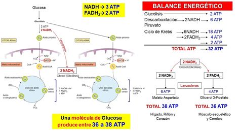 Balance energético de la respiración celular 5 5 YouTube
