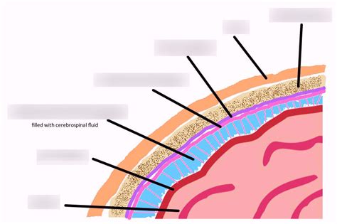Meninges Diagram Diagram Quizlet