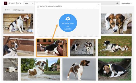 Mithilfe Der Umgekehrten Bildersuche Das Richtige Foto Finden Adobe