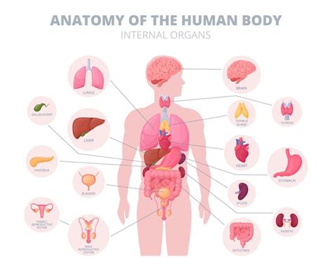 Dessin Anim Organes Internes Infographie Anatomie Du Corps Humain
