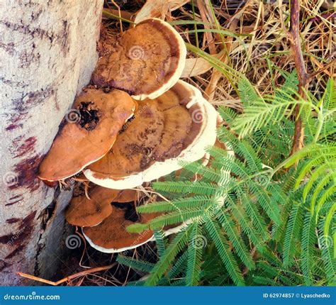 Tree Fungus Growing On A Tree Trunk Stock Image Image Of Season
