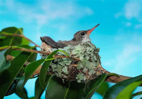 How Long Do Baby Birds Stay In The Nest