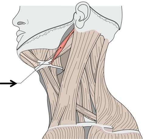 Anatomy Neck Flashcards Quizlet