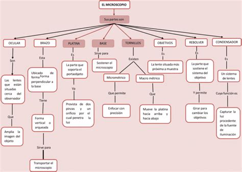 Mapas Conceptuales Del Microscopio Descargar