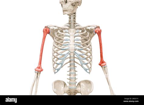 Humerus Arm Bone In Red Color 3D Rendering Illustration Isolated On