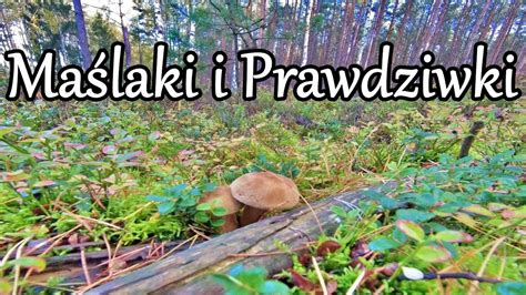Na Grzybach 4 Puszcza Wkrzańska YouTube