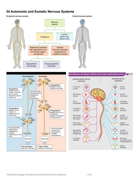 04 Autonomic And Somatic Nervous Systems 04 Autonomic And Somatic